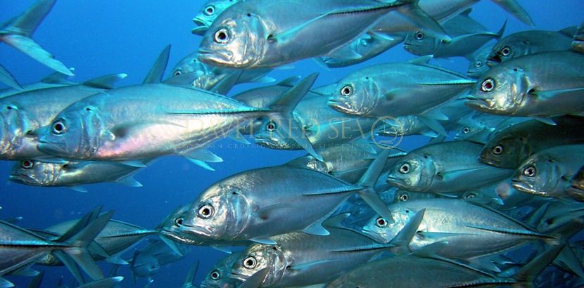 Sinai Wrecks and Reefs | Egyptian Cruising Company | Travel Red Sea