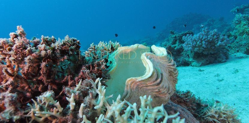 Sinai Classic | Egyptian Cruising Company | Travel Red Sea